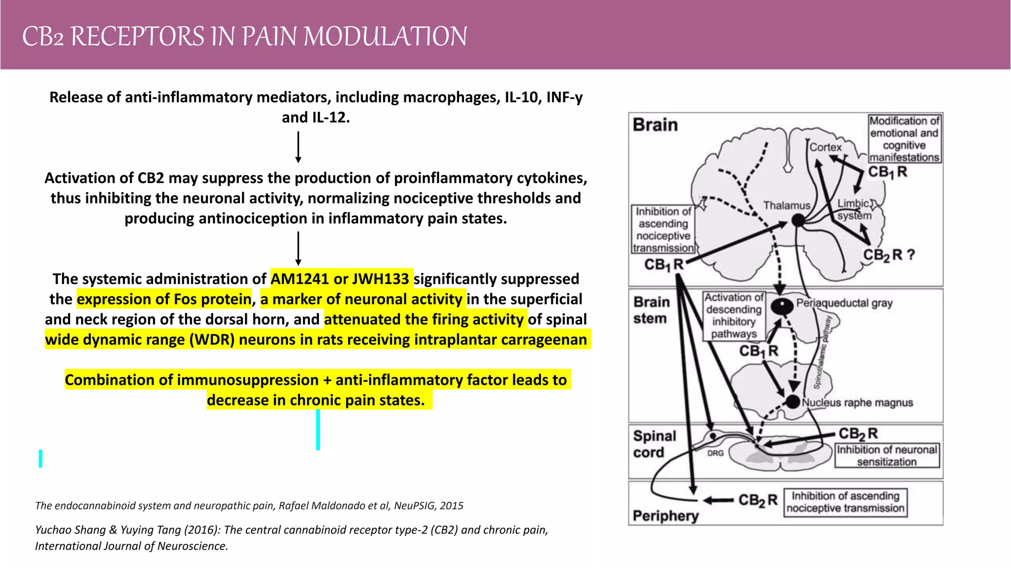 Role of CB2 Receptors In Pain and Inflammation.pptx