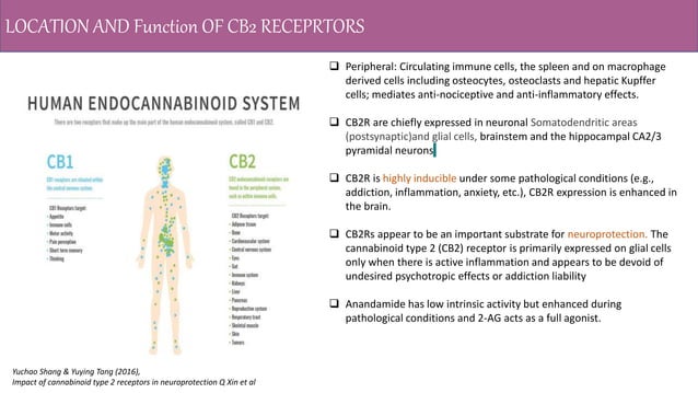 Role of CB2 Receptors In Pain and Inflammation.pptx
