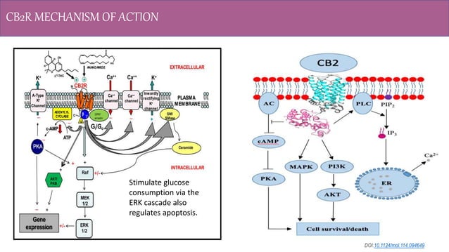 Role of CB2 Receptors In Pain and Inflammation.pptx