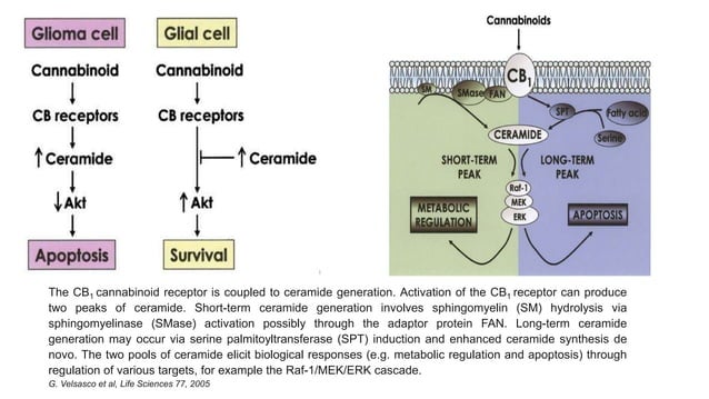 Role of CB2 Receptors In Pain and Inflammation.pptx