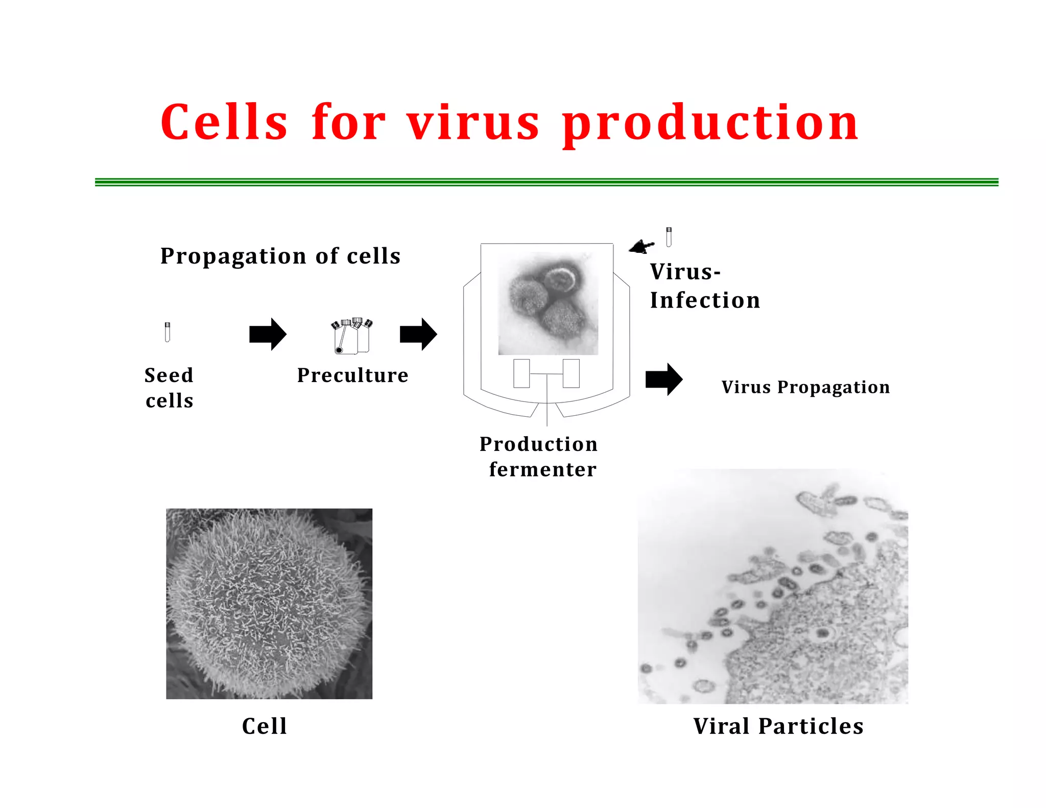 Role of cell culture technology in new vaccine.pptx