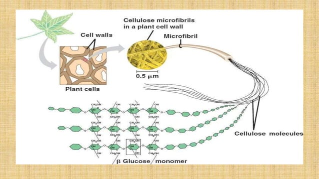 Role of cellulose in paper industry | PPTX | Woodworking | Arts and Crafts