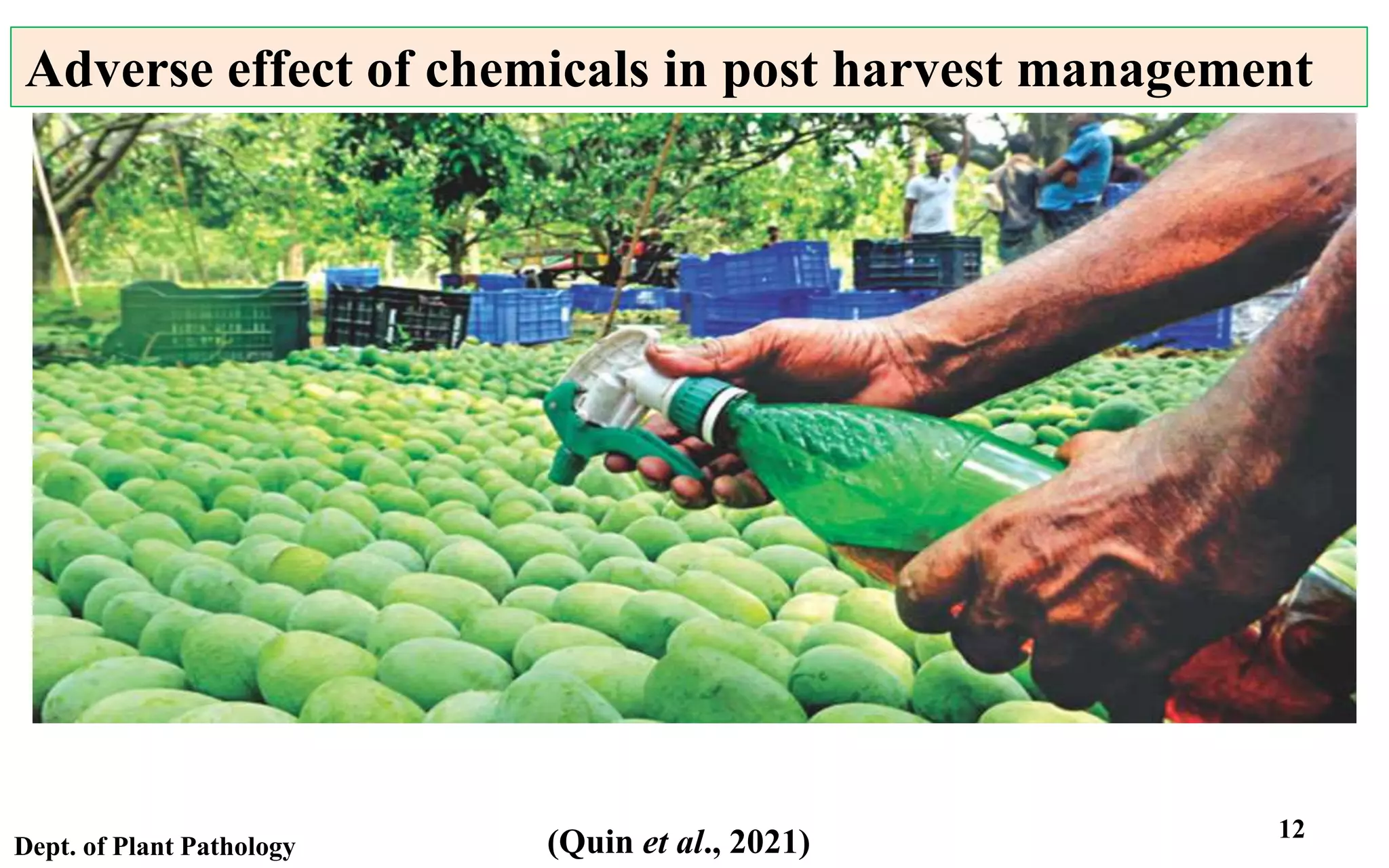 Role of chitosan in post harvest disease management.pptx