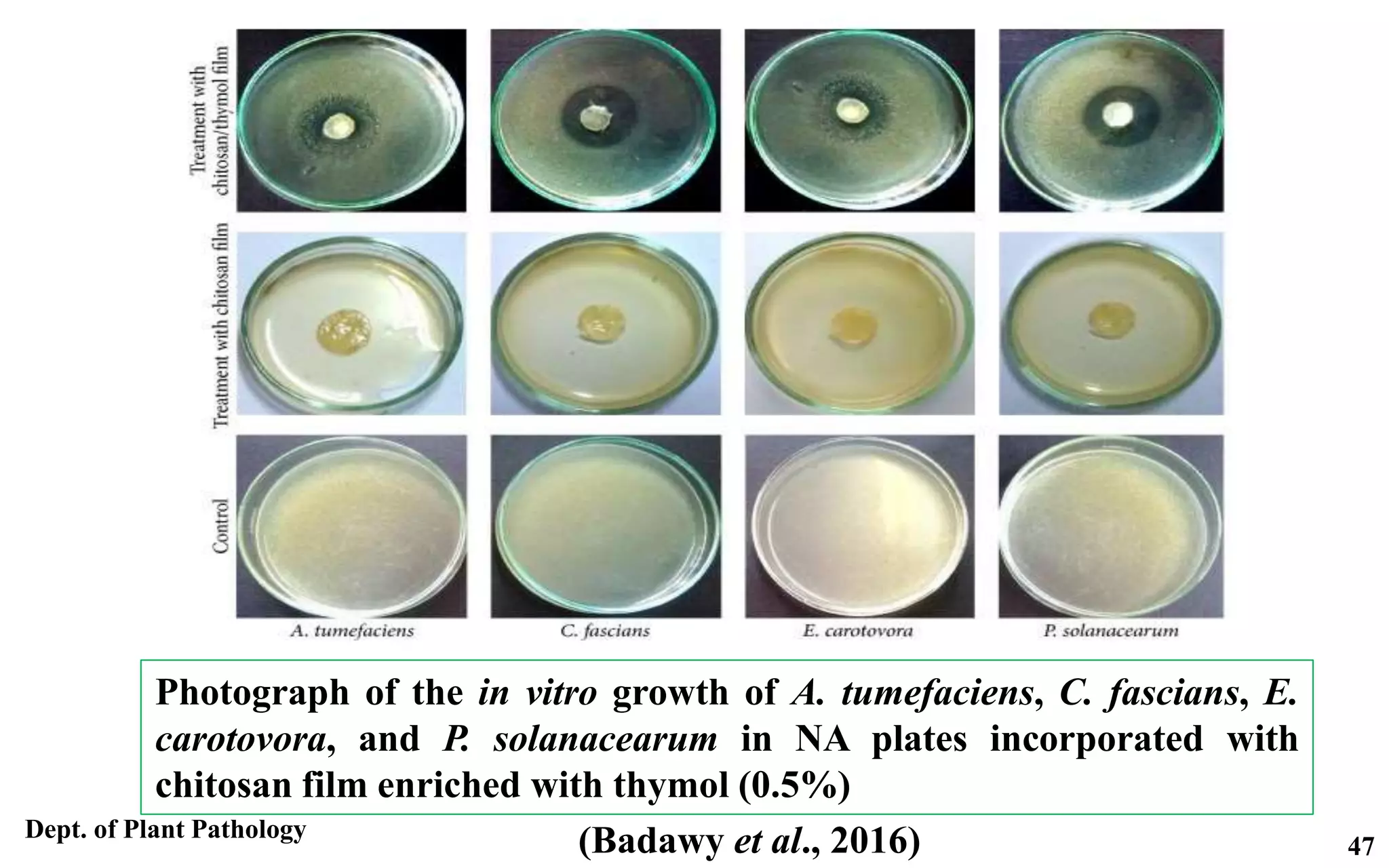 Role of chitosan in post harvest disease management.pptx