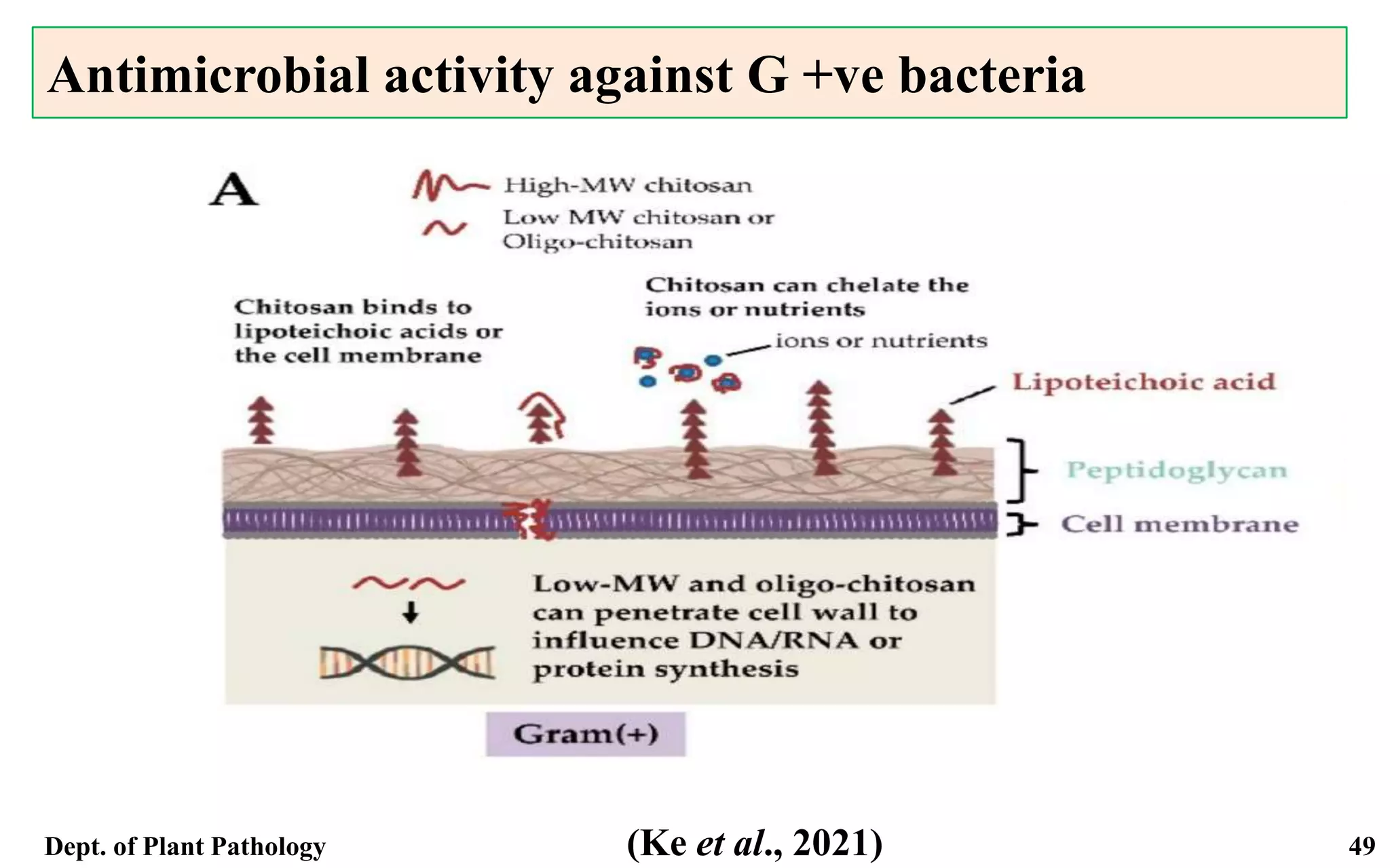Role of chitosan in post harvest disease management.pptx
