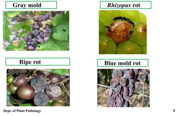 Role of chitosan in post harvest disease management.pptx