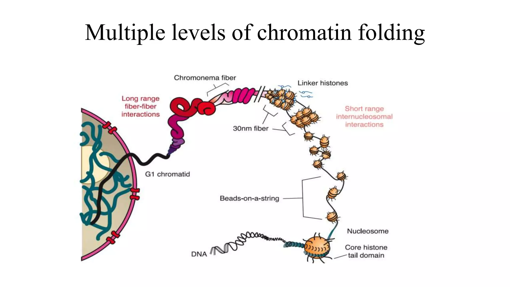 Role of Chromatin in Cancer | PPTX