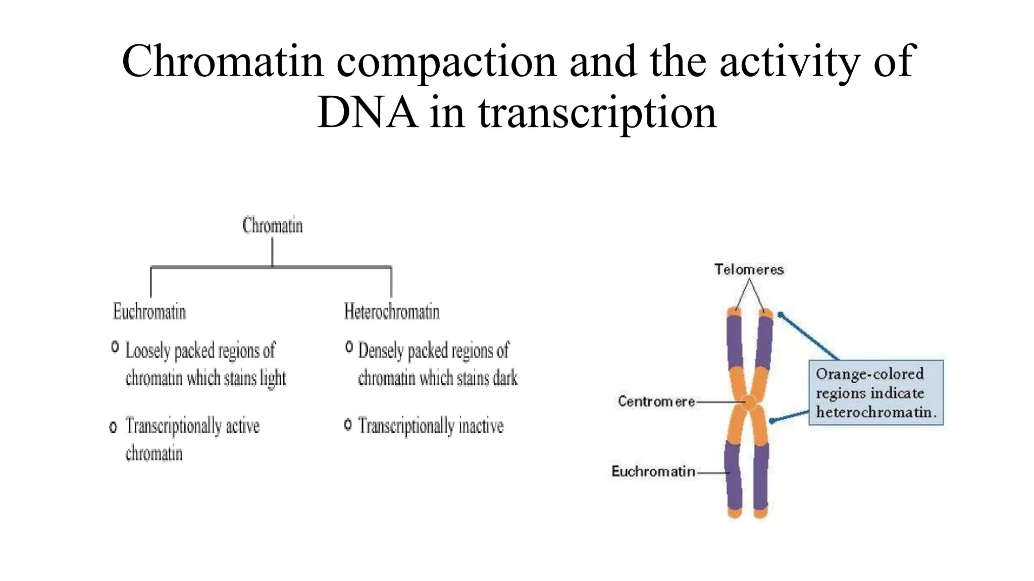 Role of Chromatin in Cancer | PPTX