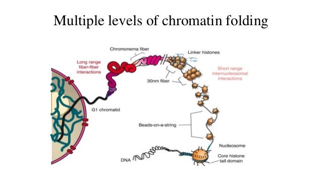 Role of Chromatin in Cancer