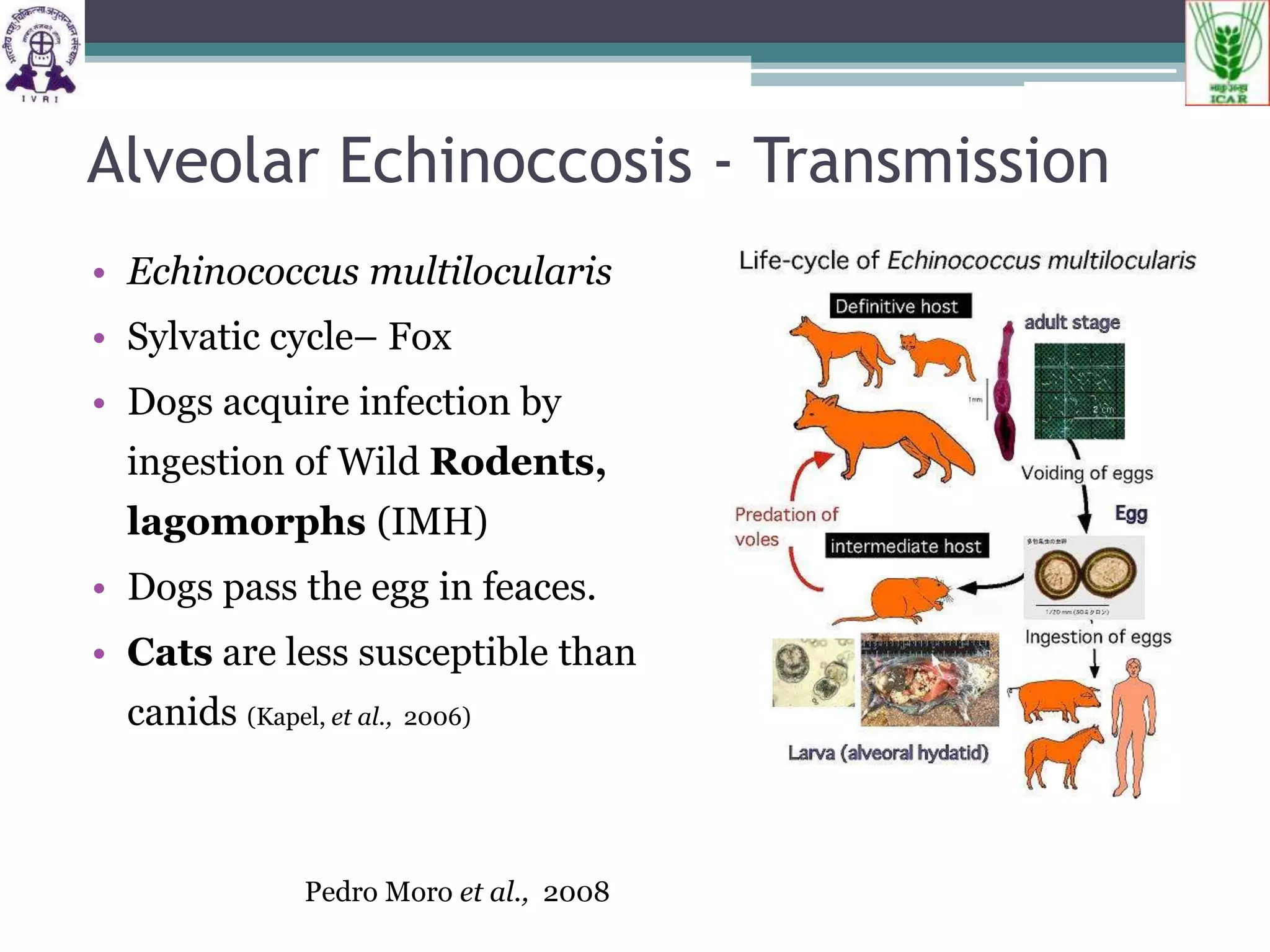 Role of companion animals in emergence and transmission of Parasitic ...