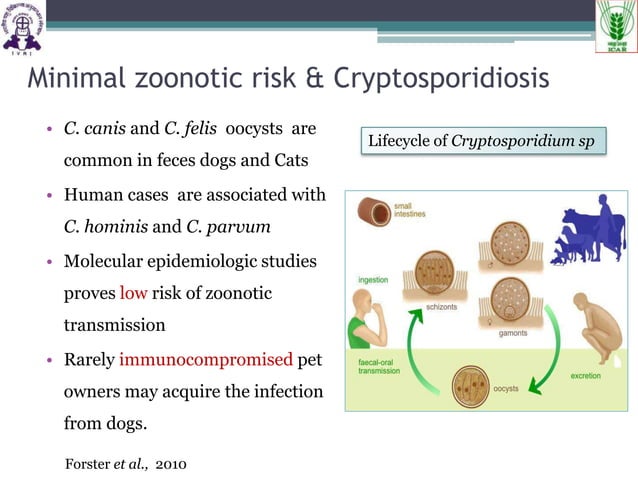 Role of companion animals in emergence and transmission of Parasitic ...