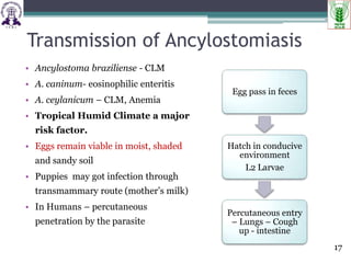 Role of companion animals in emergence and transmission of Parasitic ...