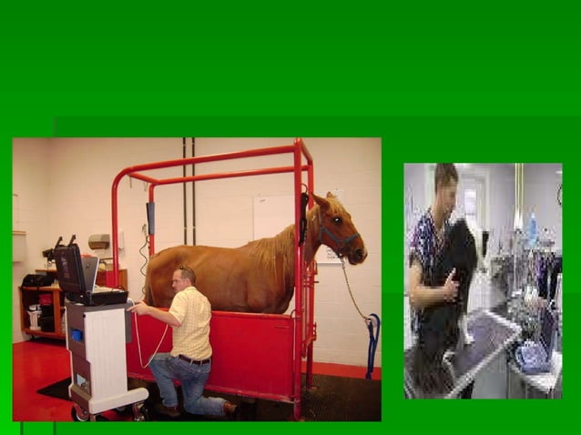 Perineal Hernia Animals | PPT
