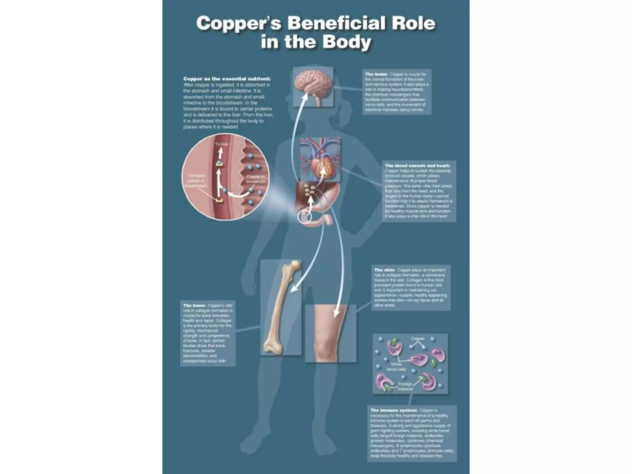 Role of copper in our body | PPTX