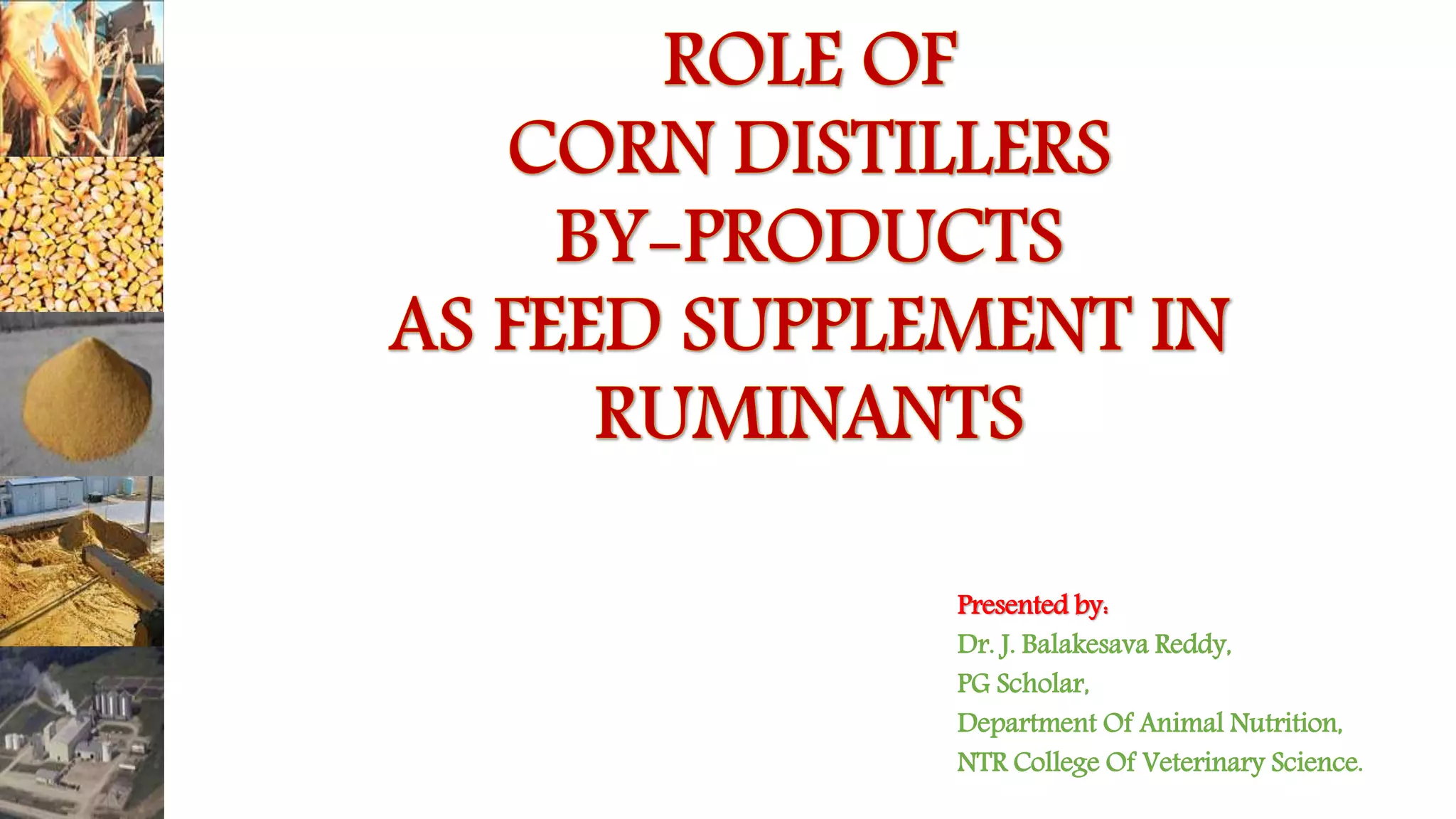 Role of corn distillers by products as feed supplement in ruminants | PPTX