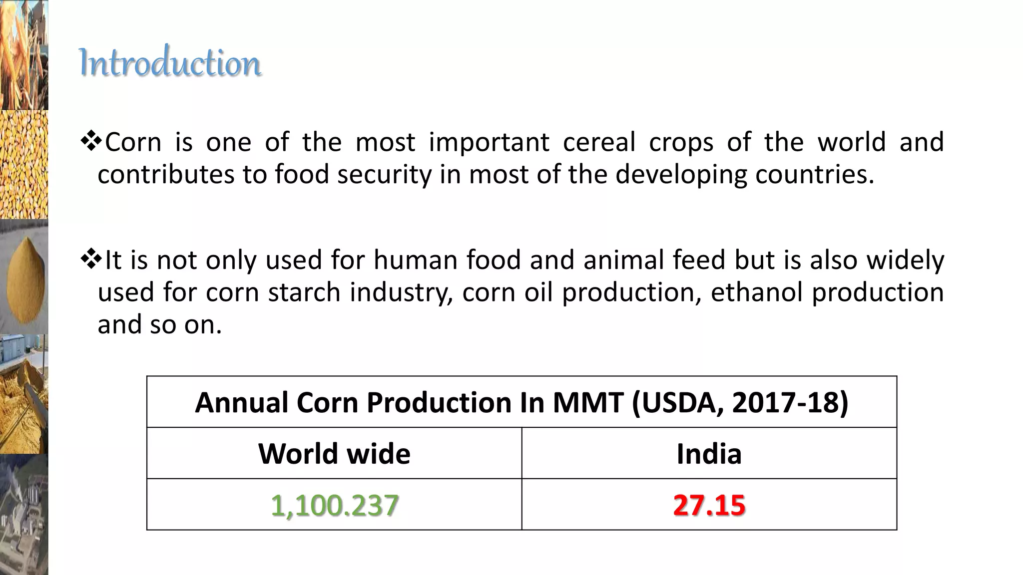 Role of corn distillers by products as feed supplement in ruminants | PPTX