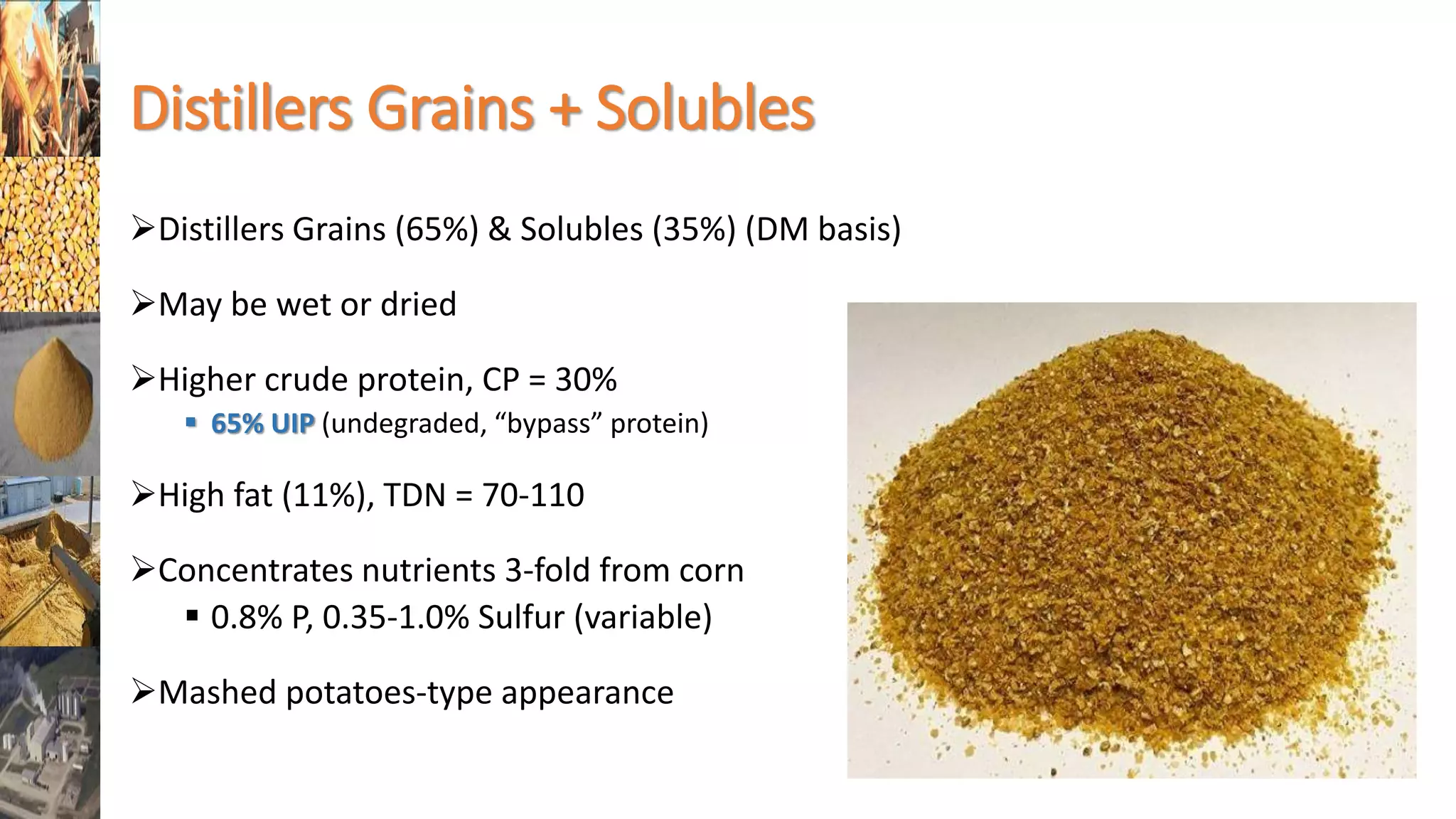 Role of corn distillers by products as feed supplement in ruminants | PPTX
