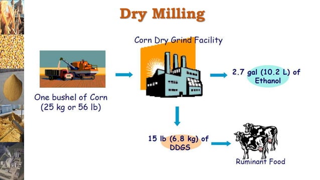 Role of corn distillers by products as feed supplement in ruminants | PPTX