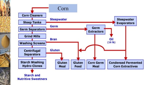 Role of corn distillers by products as feed supplement in ruminants | PPTX