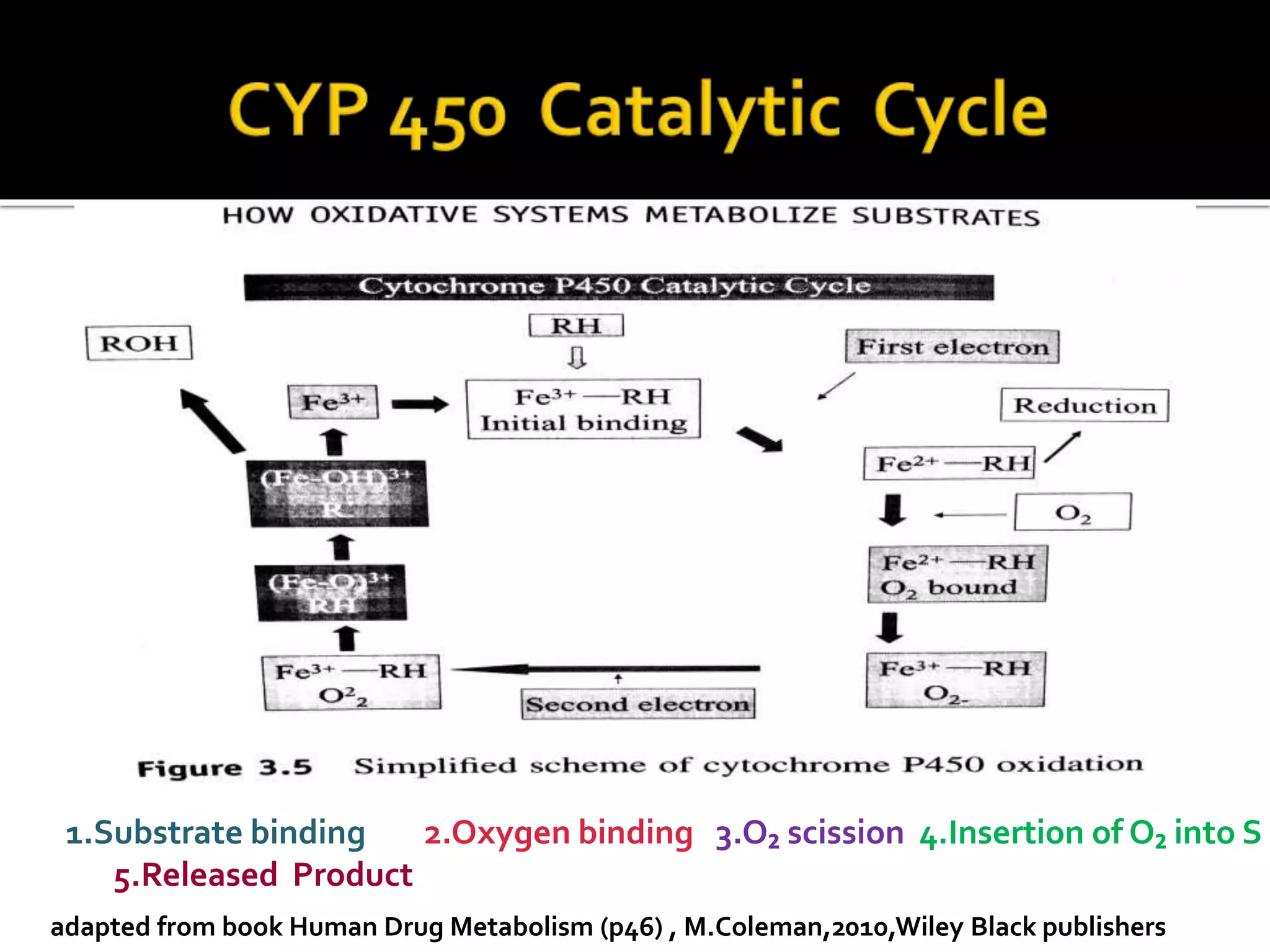 Role of cytochrome p450 in toxicity | PPT
