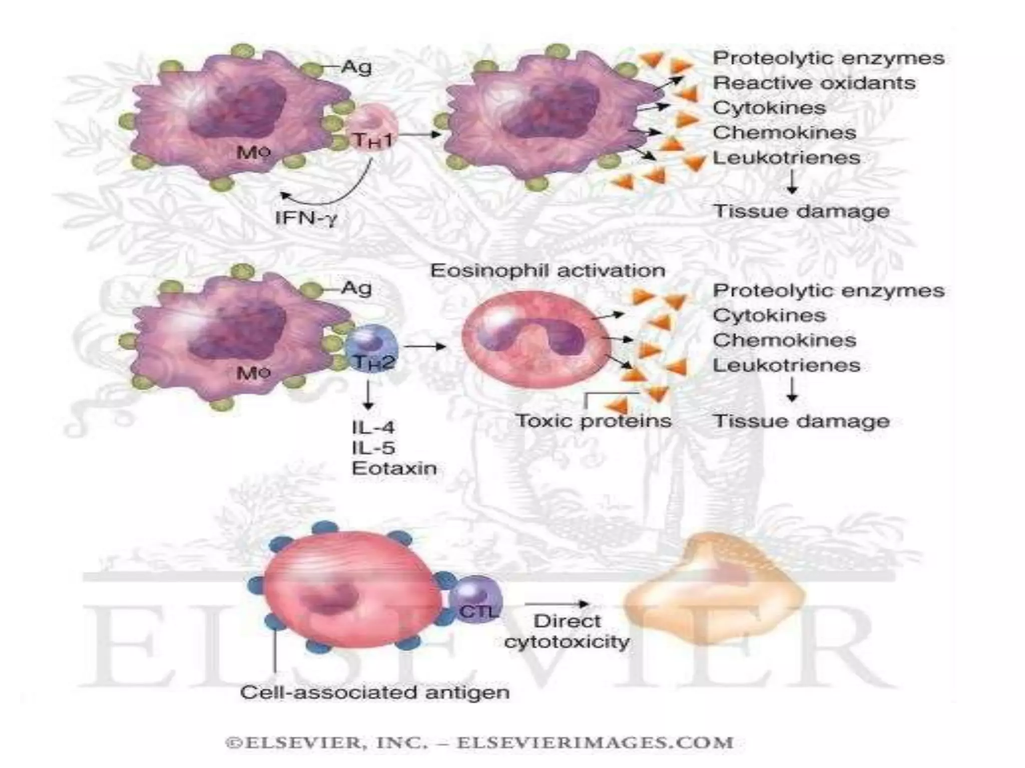 Role of cytokines in type iv hypersensitivity | PPTX