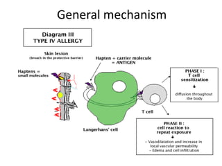 Role of cytokines in type iv hypersensitivity | PPTX