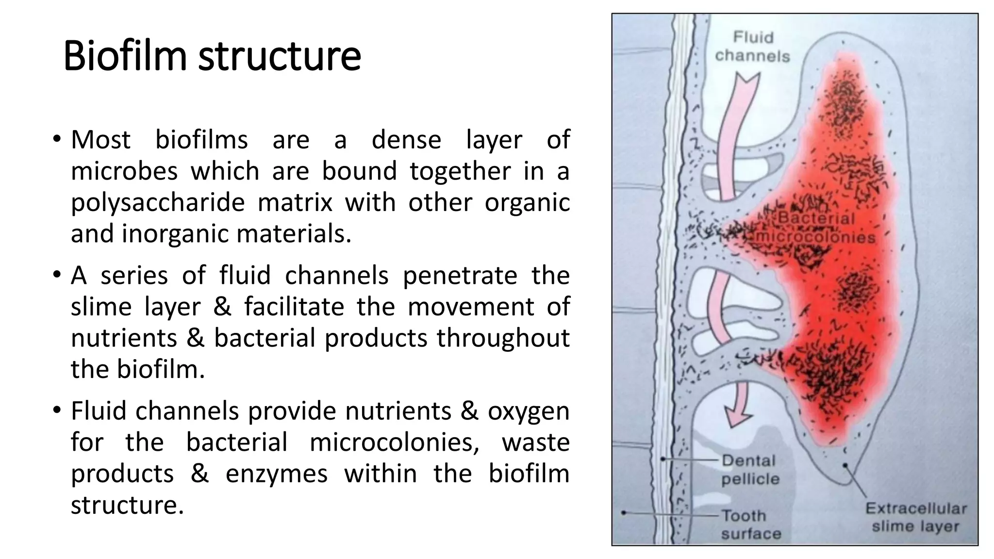 Role of dental biofilm in pathogenesis of periodontal | PPTX