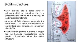 Role of dental biofilm in pathogenesis of periodontal | PPTX