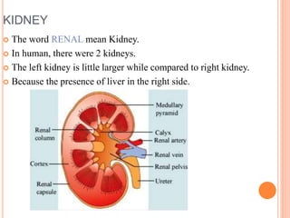 Role of diet and nutrition in prevention and treatment of renal failure ...