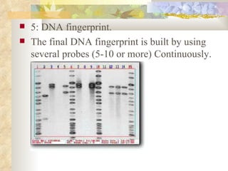 Role of dna fingerprinting in crimes | PPT