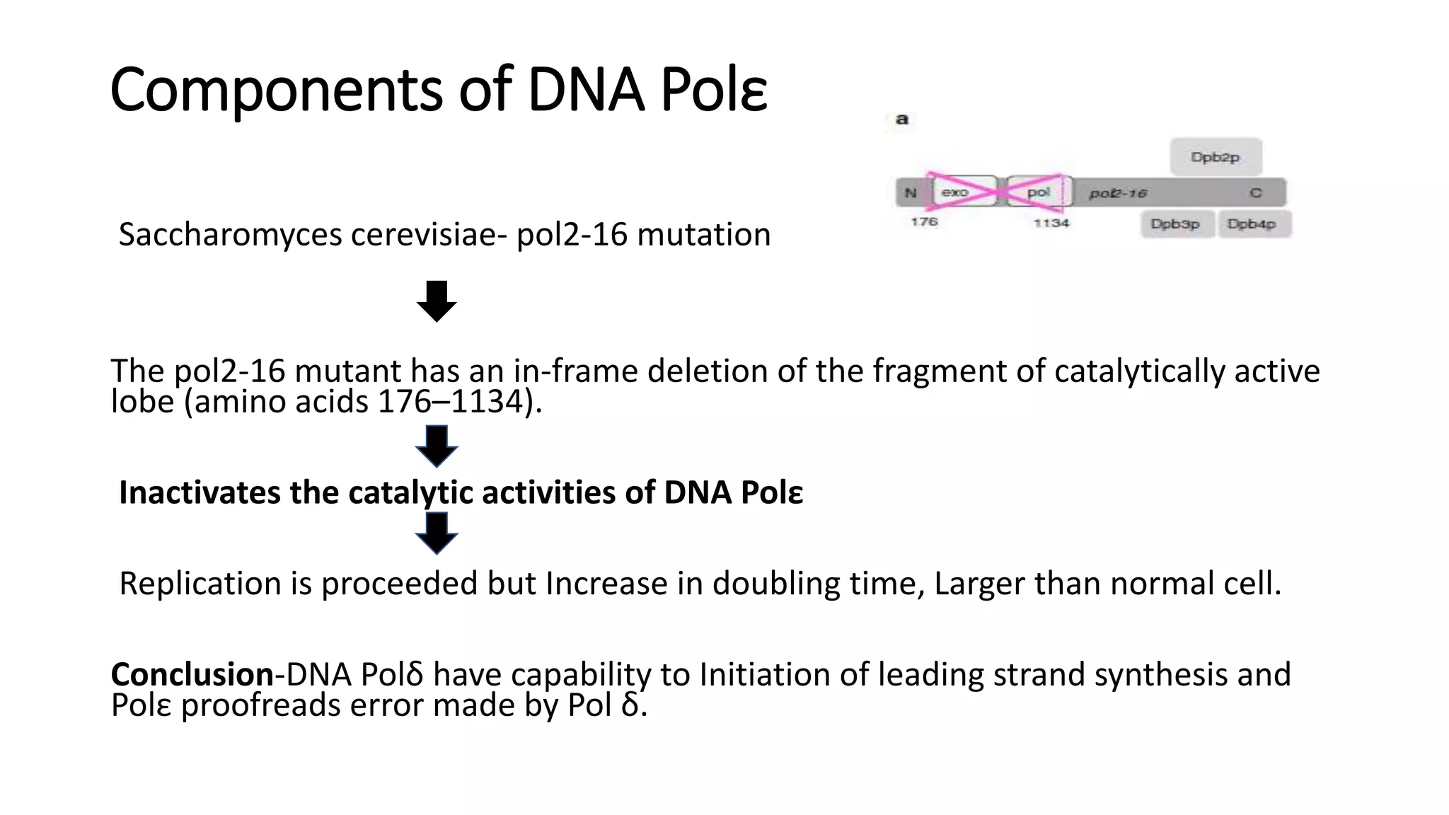 Role of dna polymerase delta | PPTX