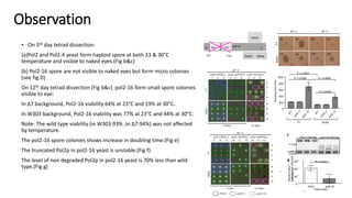 Role of dna polymerase delta | PPT