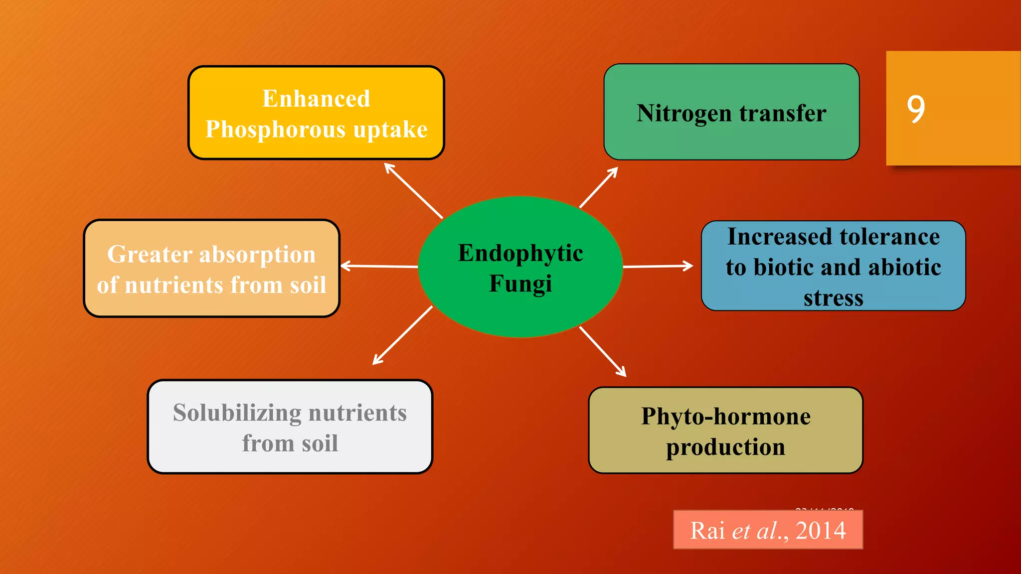 role of endophytes.pptx