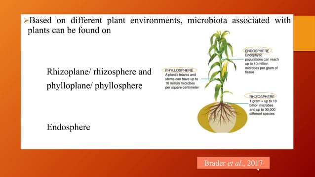 role of endophytes.pptx