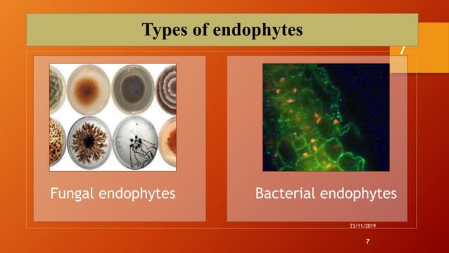 role of endophytes.pptx
