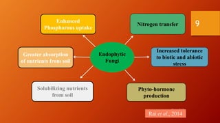 role of endophytes.pptx