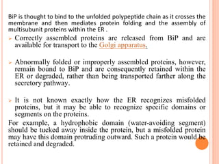 Role of endoplasmic reticulum in protein systhesis and1 | PPTX