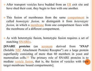Role of endoplasmic reticulum in protein systhesis and1 | PPTX