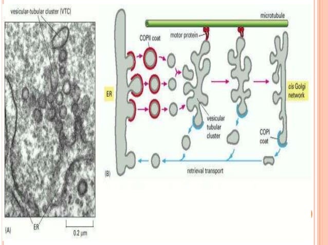 Role of endoplasmic reticulum in protein systhesis and1 | PPTX ...