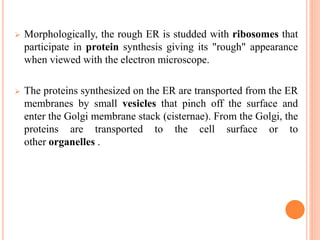 Role of endoplasmic reticulum in protein systhesis and1 | PPTX