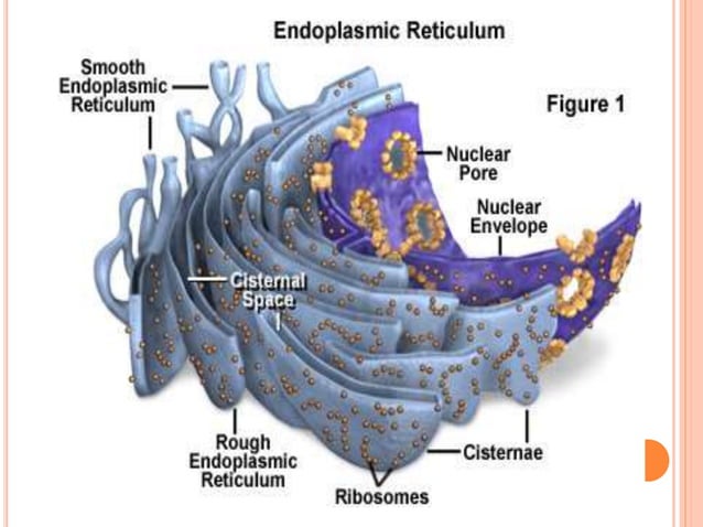 Role of endoplasmic reticulum in protein systhesis and1 | PPTX ...