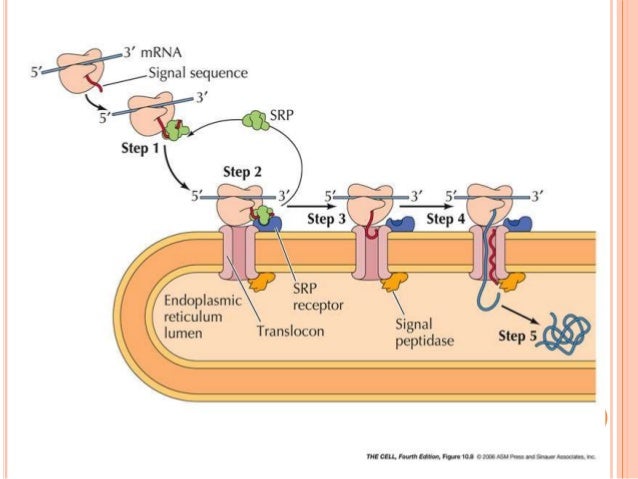 Role of endoplasmic reticulum in protein systhesis and1