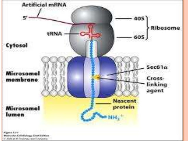 Endoplasmic Reticulum The Lipid And Protein Processing Machinery Of