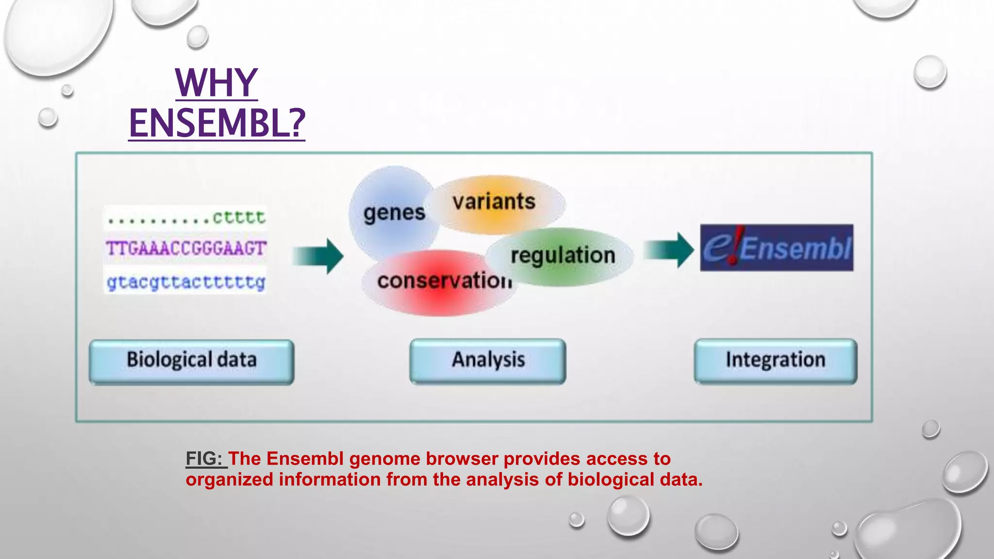 Role of ensembl in genome browsing | PPT