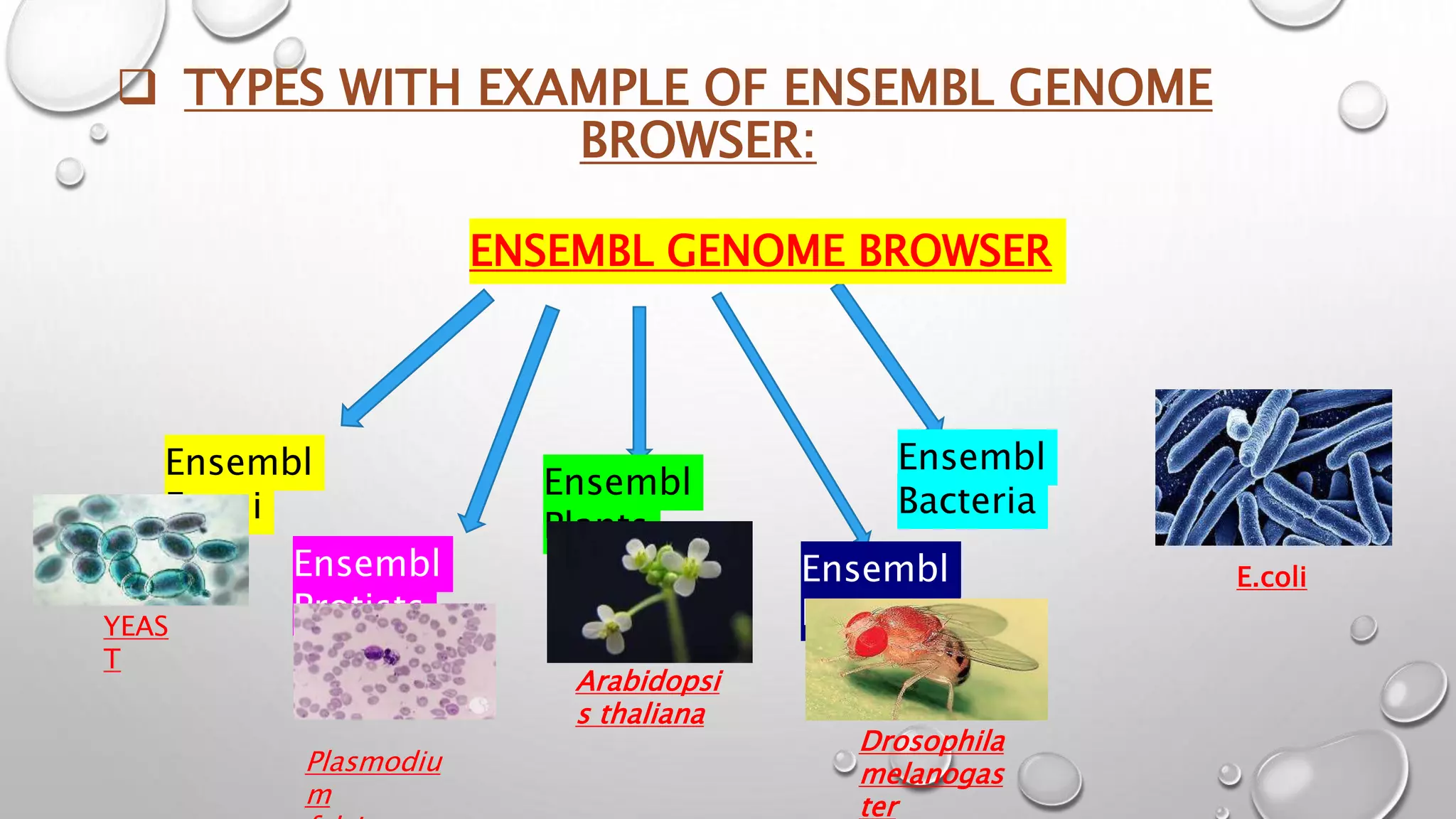 Role of ensembl in genome browsing | PPT