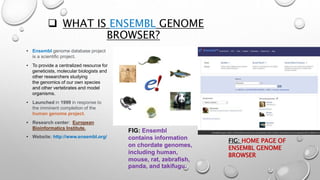 Role of ensembl in genome browsing | PPT