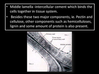 Role of enzymes in pathogen attack | PPTX