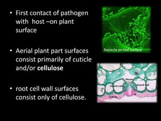 Role of enzymes in pathogen attack | PPTX