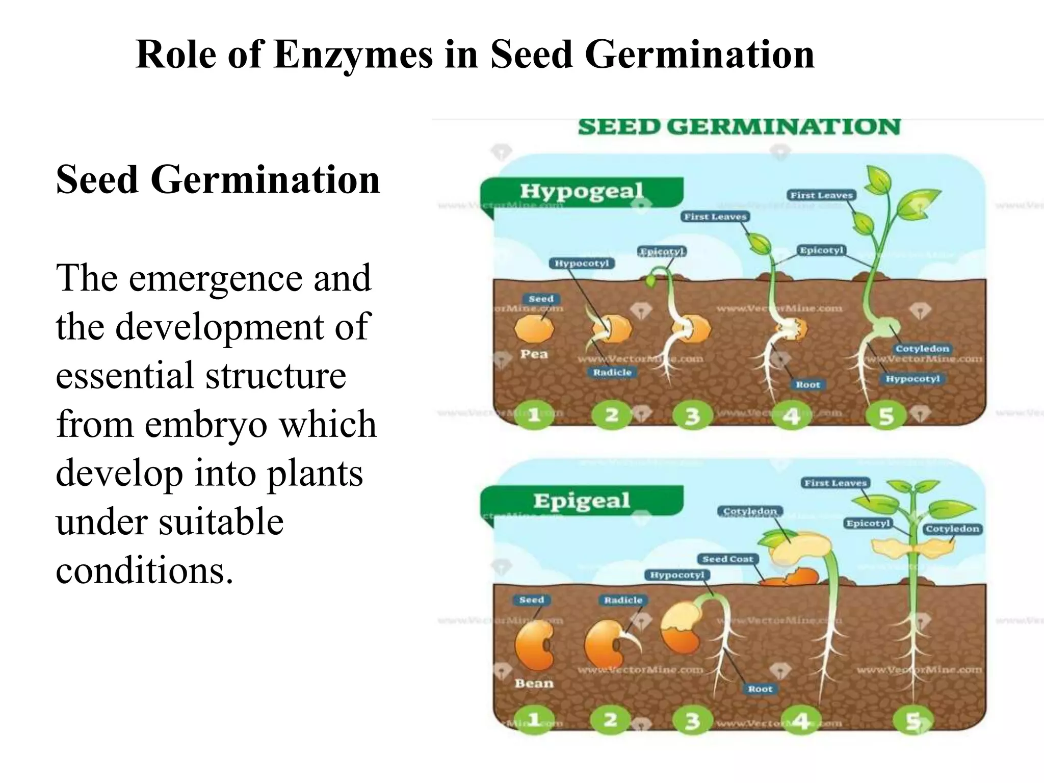 Role of enzymes in seed germination | PPTX