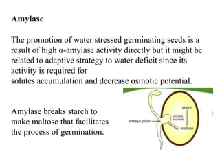 Role of enzymes in seed germination | PPTX